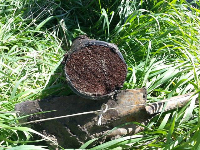 Plugged up: roots in tile - Drainage ContractorDrainage Contractor